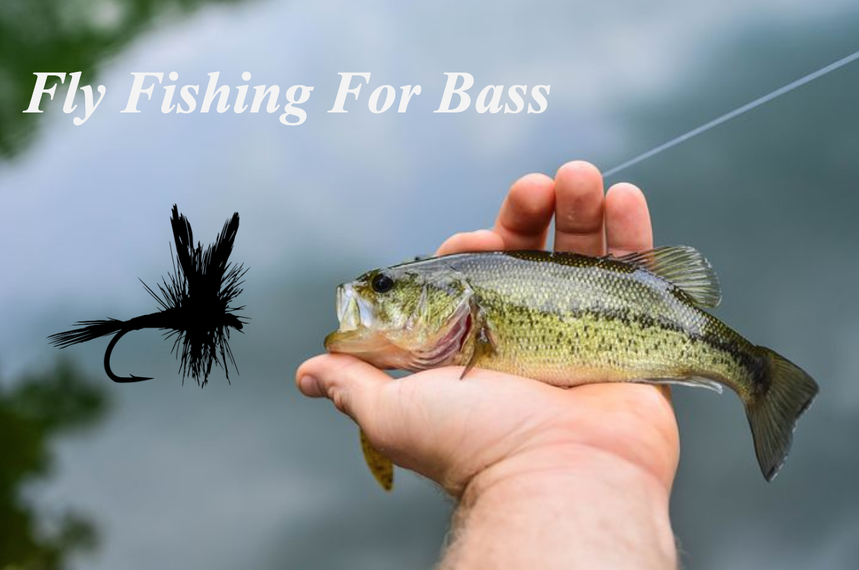 Fly Fishing for Largemouth and Smallmouth Bass: Tips, Techniques, and Gear