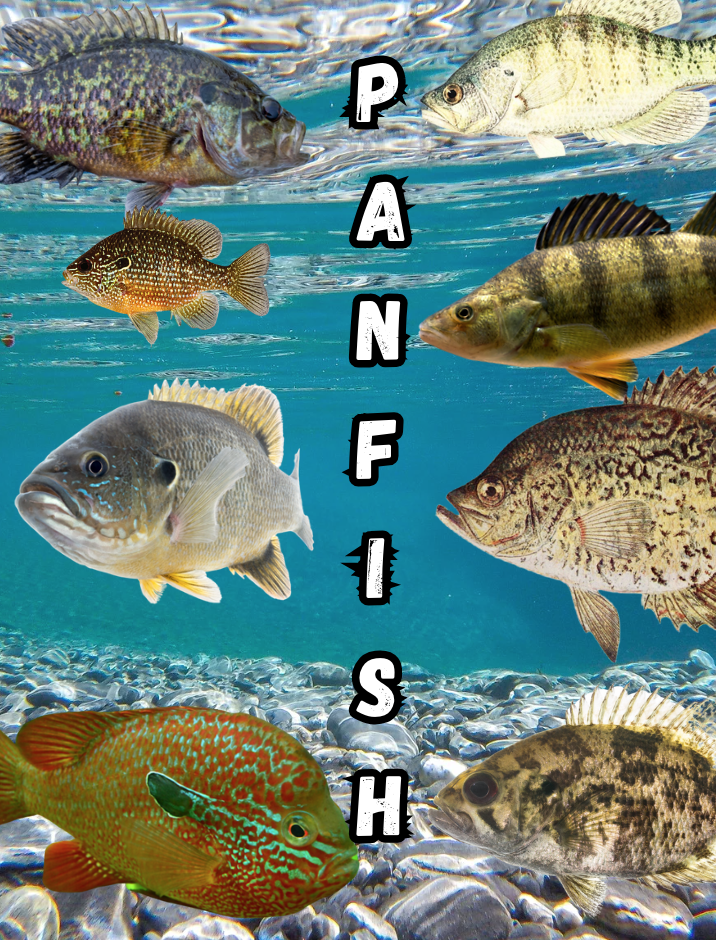 Fly Fishing for Panfish: Tips, Techniques, and Gear Guide